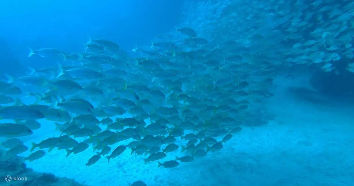 PADI ReActivate Scuba Refresher (Elearning) ในหมู่เกาะคานารีกับ PADI 5 Star IDC Resort - Klook ...